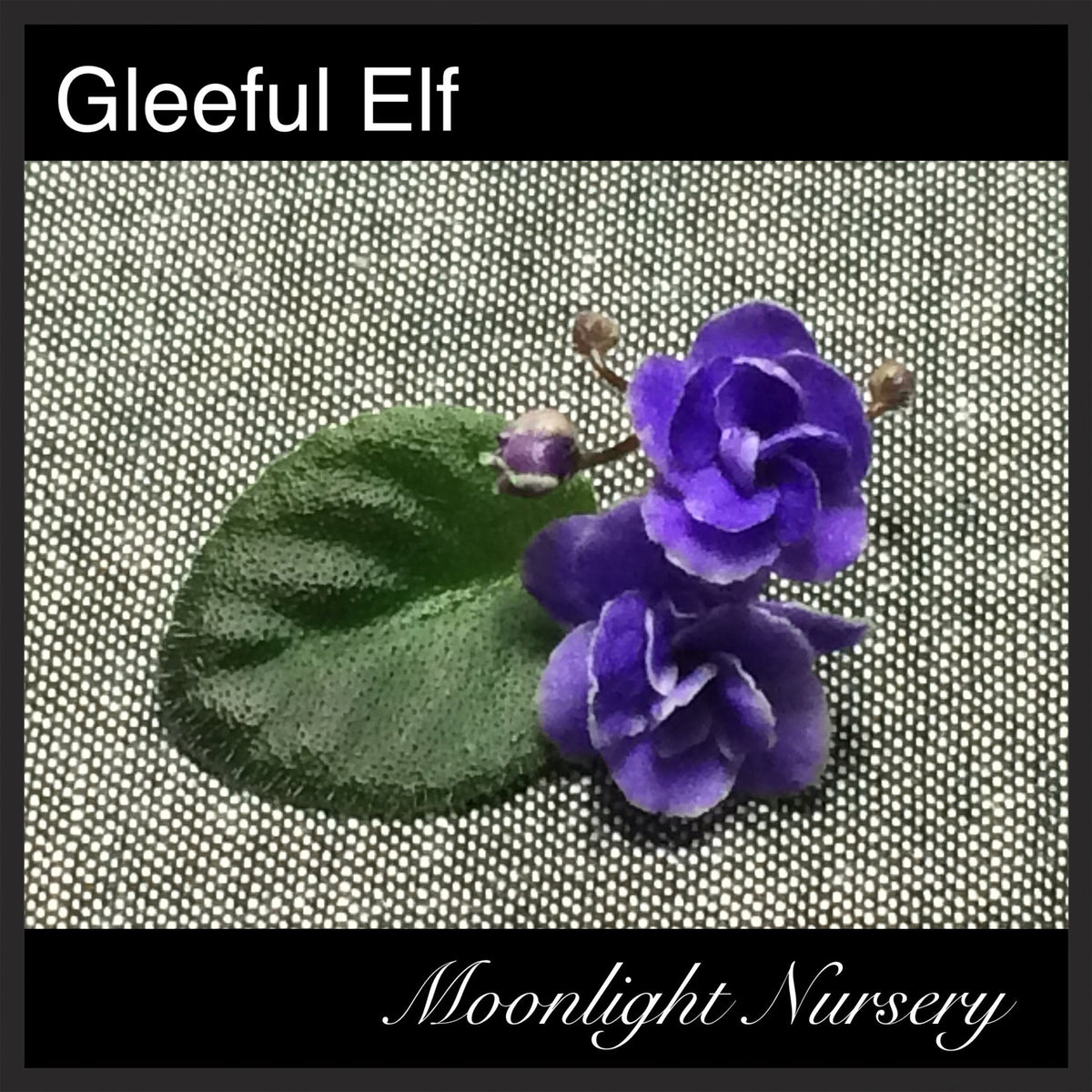 Gleeful Elf – Moonlight Nursery