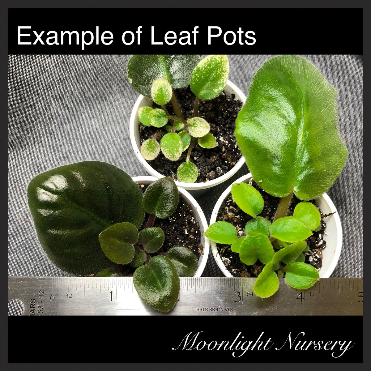 Cajun's Royal Knockout – Moonlight Nursery