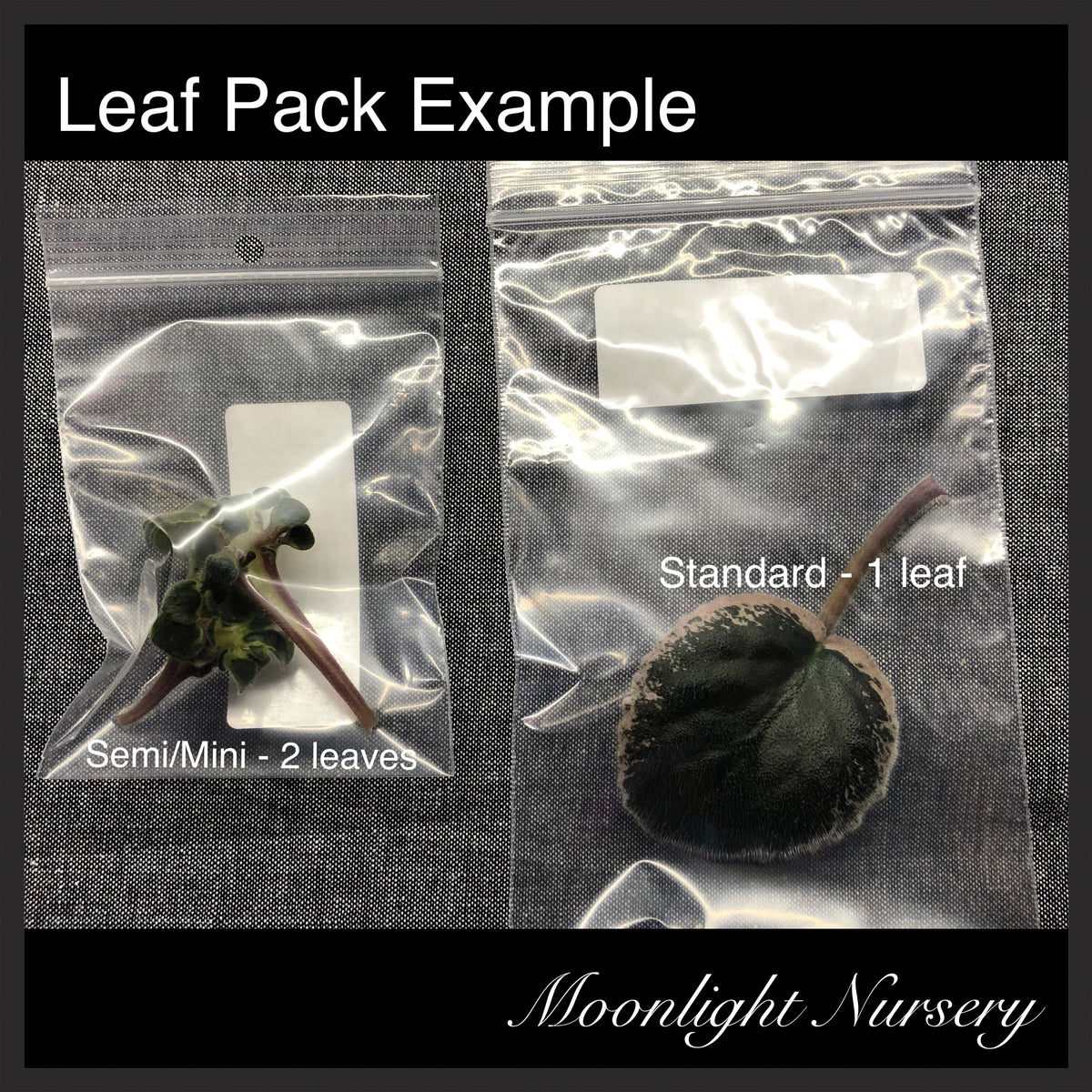 Ness' Blueberry Puff – Moonlight Nursery